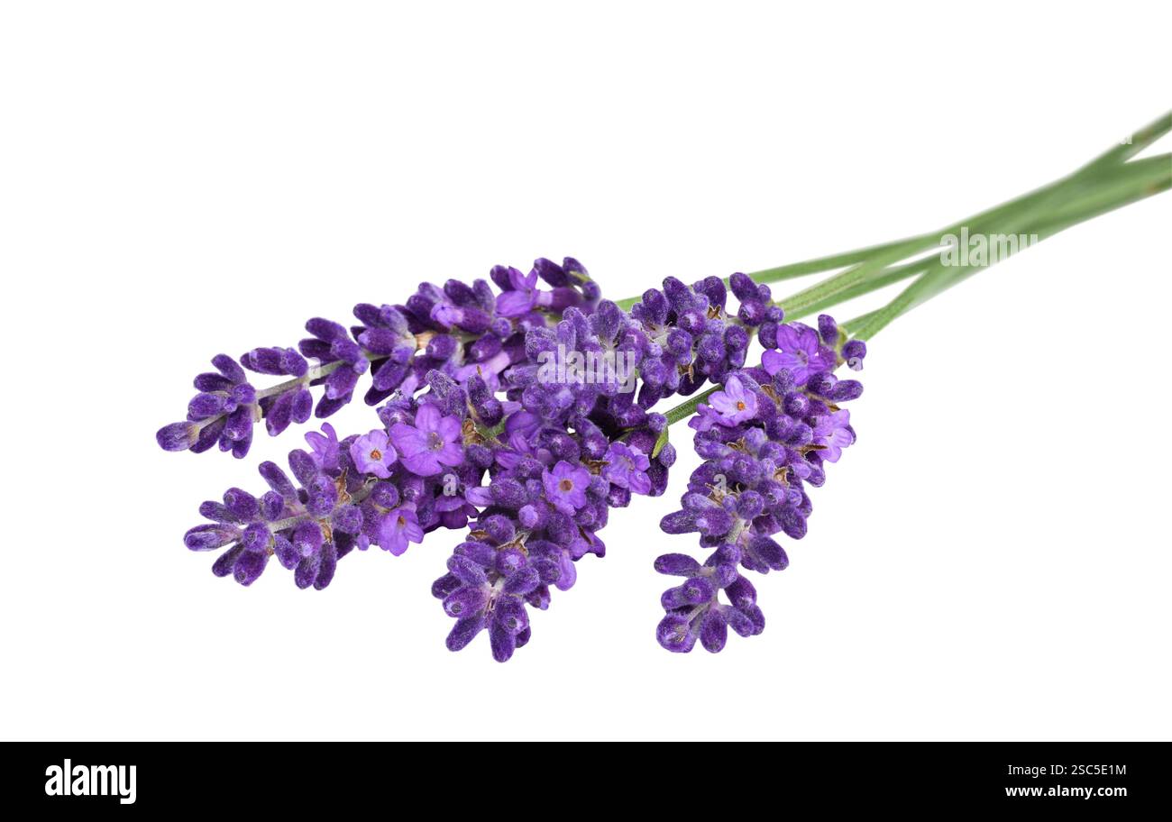Lavender flowers bunch lying horizontally with selective focus isolated ...