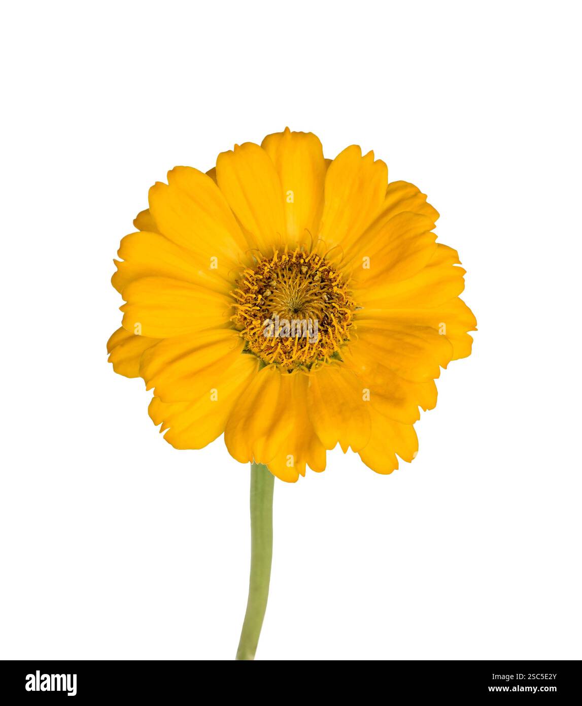 Plant stem closeup Cut Out Stock Images & Pictures - Alamy