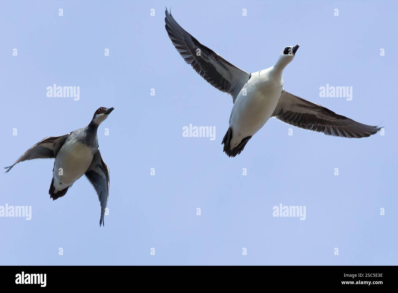 Smew autumn hi-res stock photography and images - Alamy