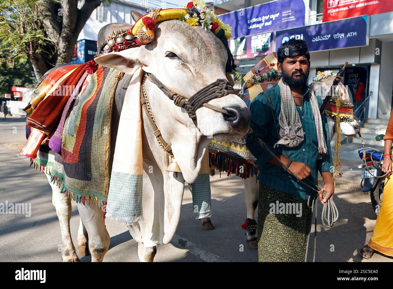 Sadhu with a holy cow in Mysuru (Mysore), Karnataka, India Stock Photo ...