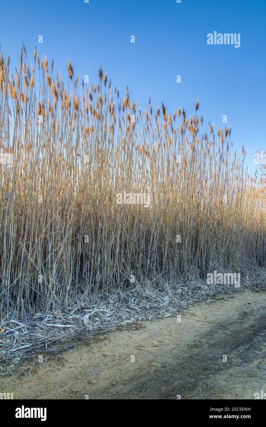 A tall stand of dried reeds (likely Phragmites) lines a sandy path. The ...