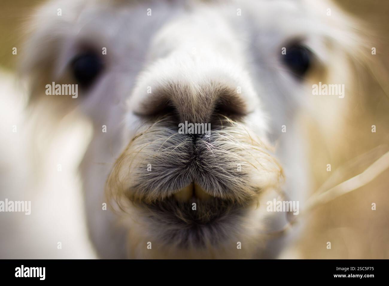 Close-up of an alpaca's face, focusing on its nose and mouth. The image ...