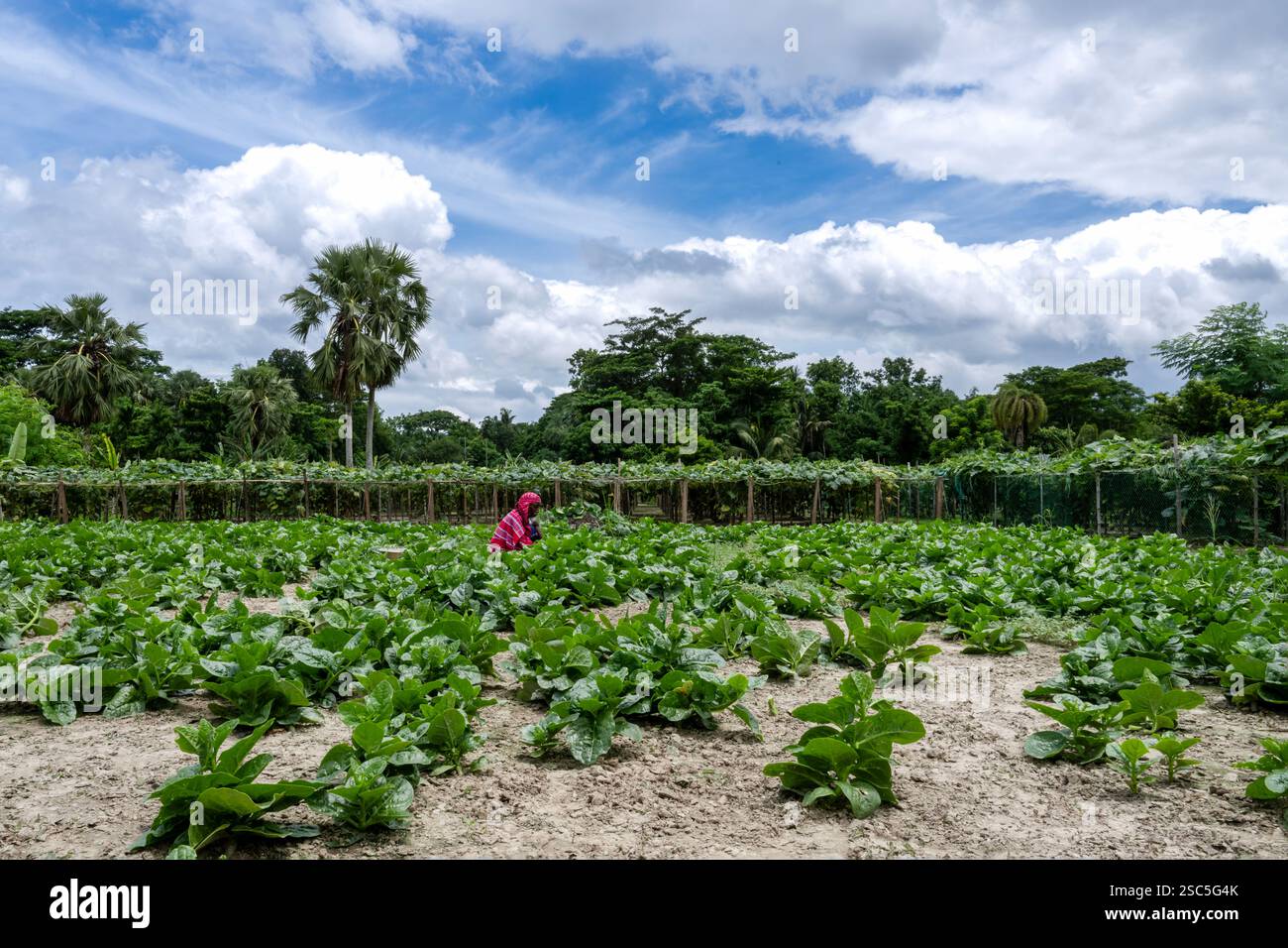 Agriculture involves the cultivation of crops and the rearing of ...