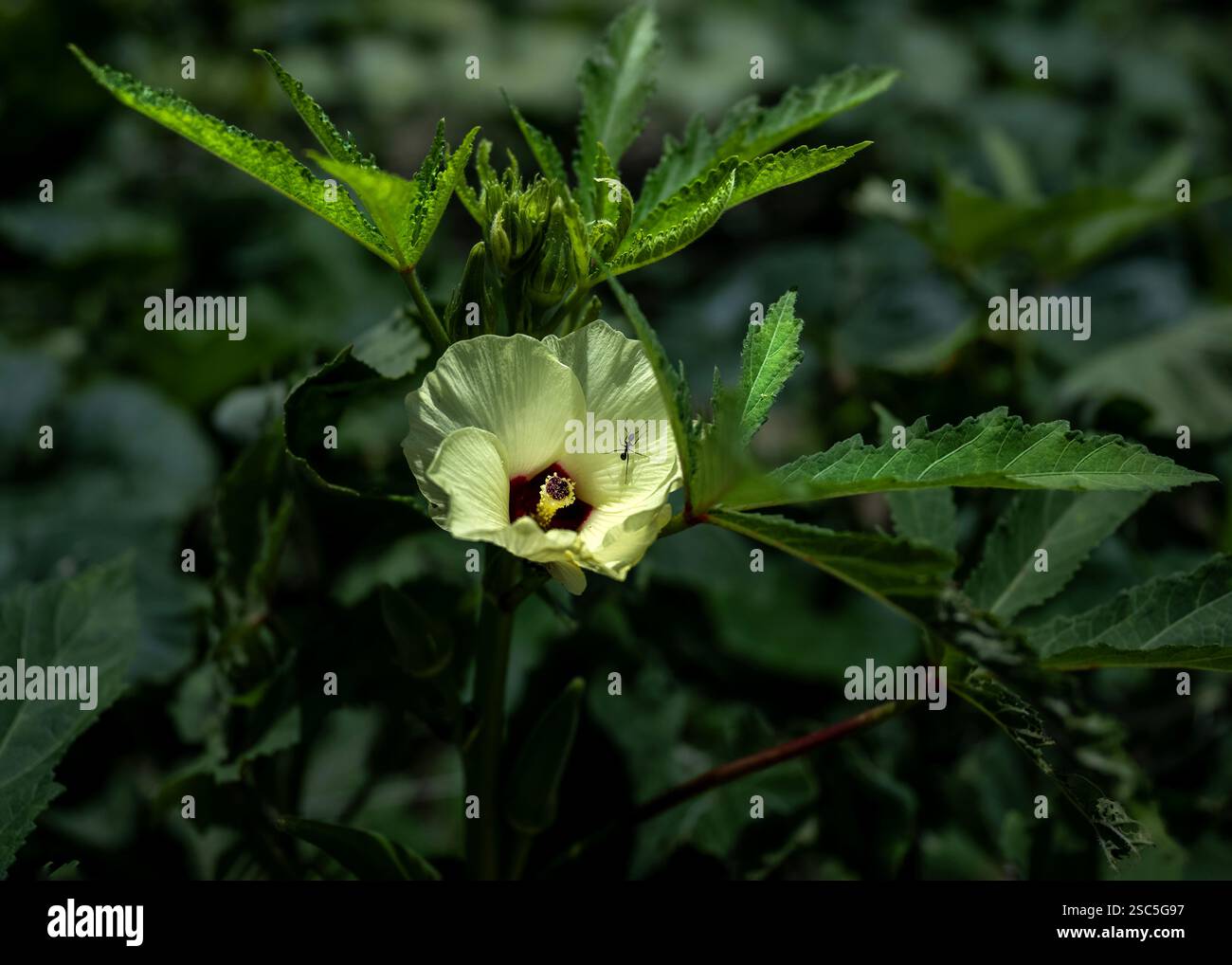 Agriculture involves the cultivation of crops and the rearing of ...