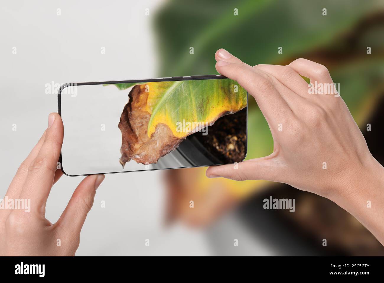 Man using mobile phone to recognize disease of house plant, closeup ...