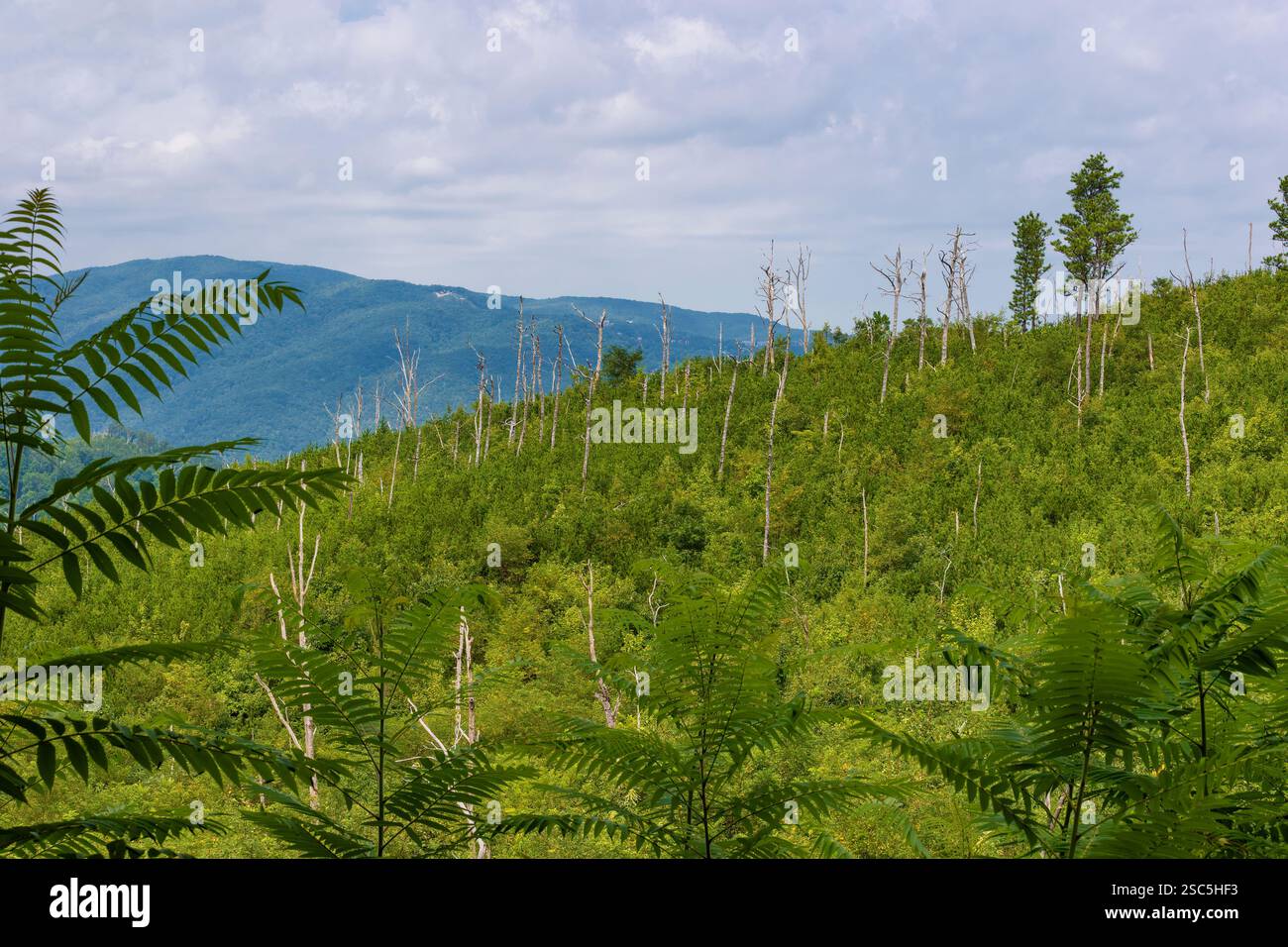 Summer landscape views at Cades Cover in the Smoky Mountain National ...