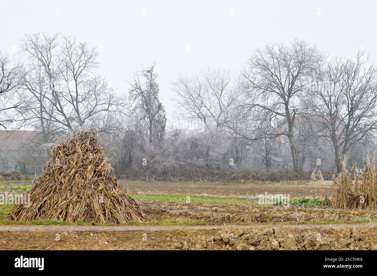 Corn field. Stack of dry corn stalks in the corn field Stock Photo - Alamy
