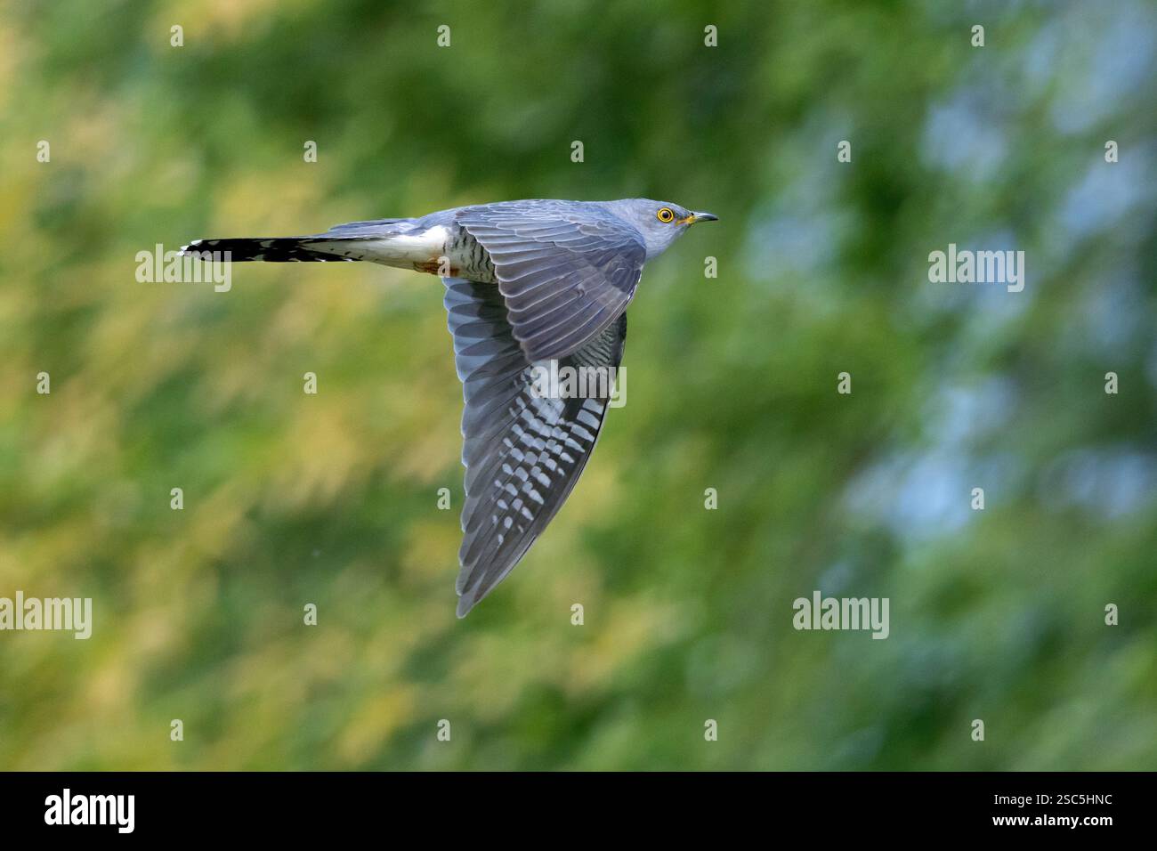 Common cuckoo (Cuculus canorus) adult male flying in forest in spring ...