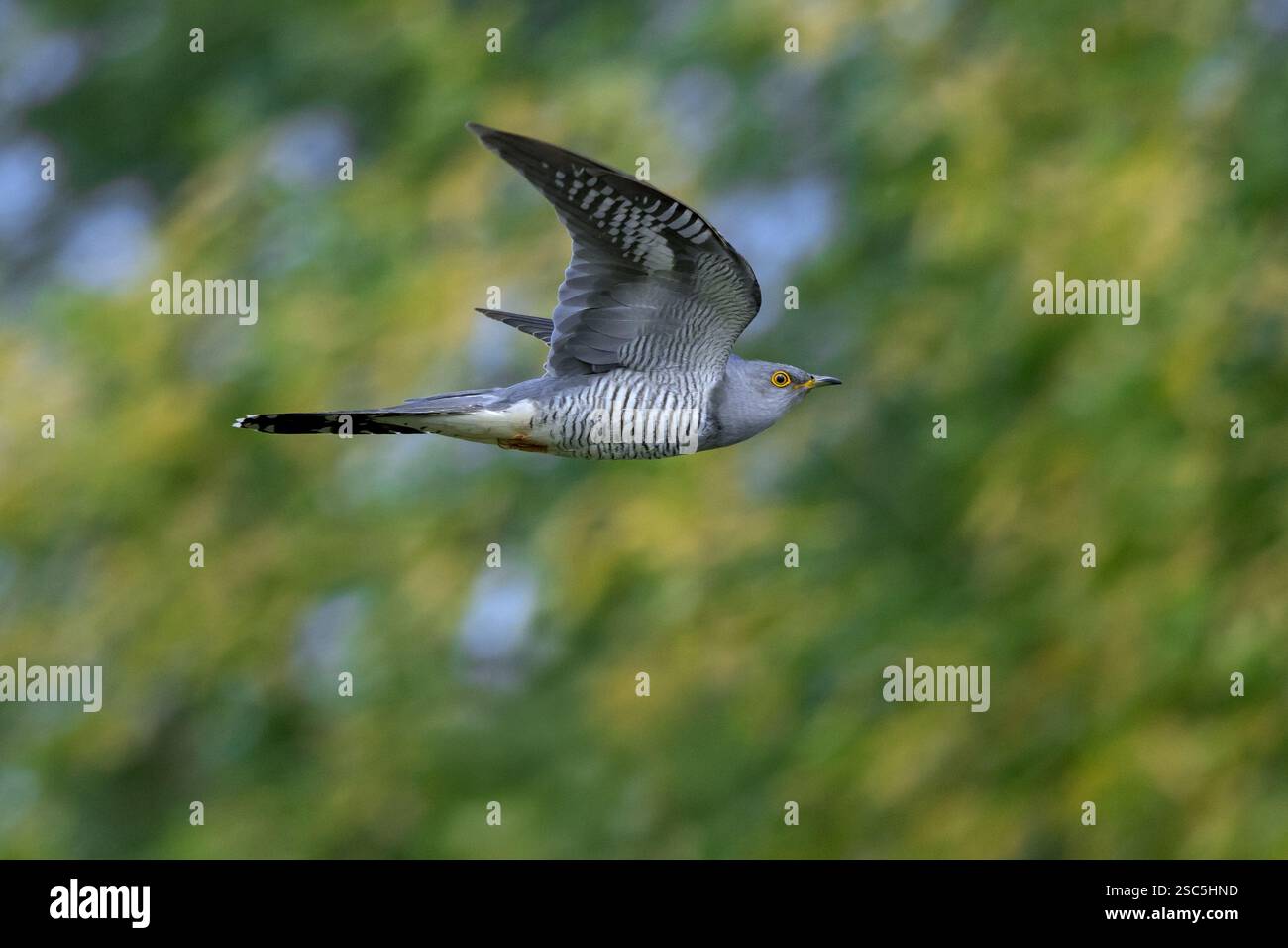 Common cuckoo (Cuculus canorus) adult male flying in forest in spring ...