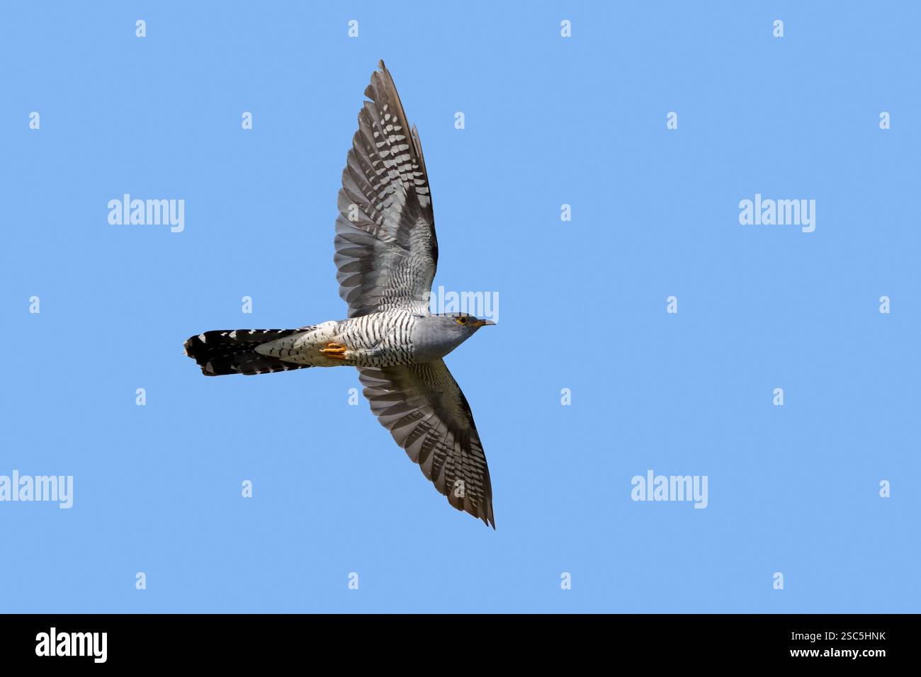 Common cuckoo (Cuculus canorus) adult male flying against blue sky in ...