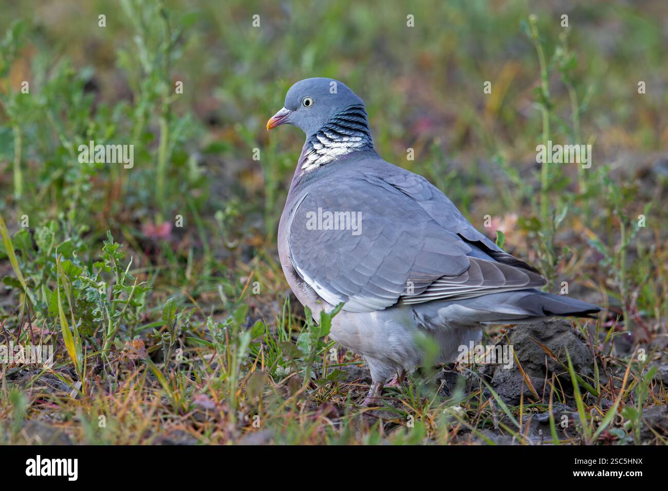 Common wood pigeon (Columba palumbus) foraging on the ground in field ...