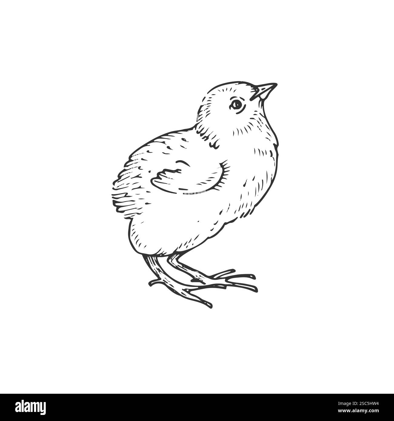 Chick vector black and white illustration hand drawn with ink. Cute ...