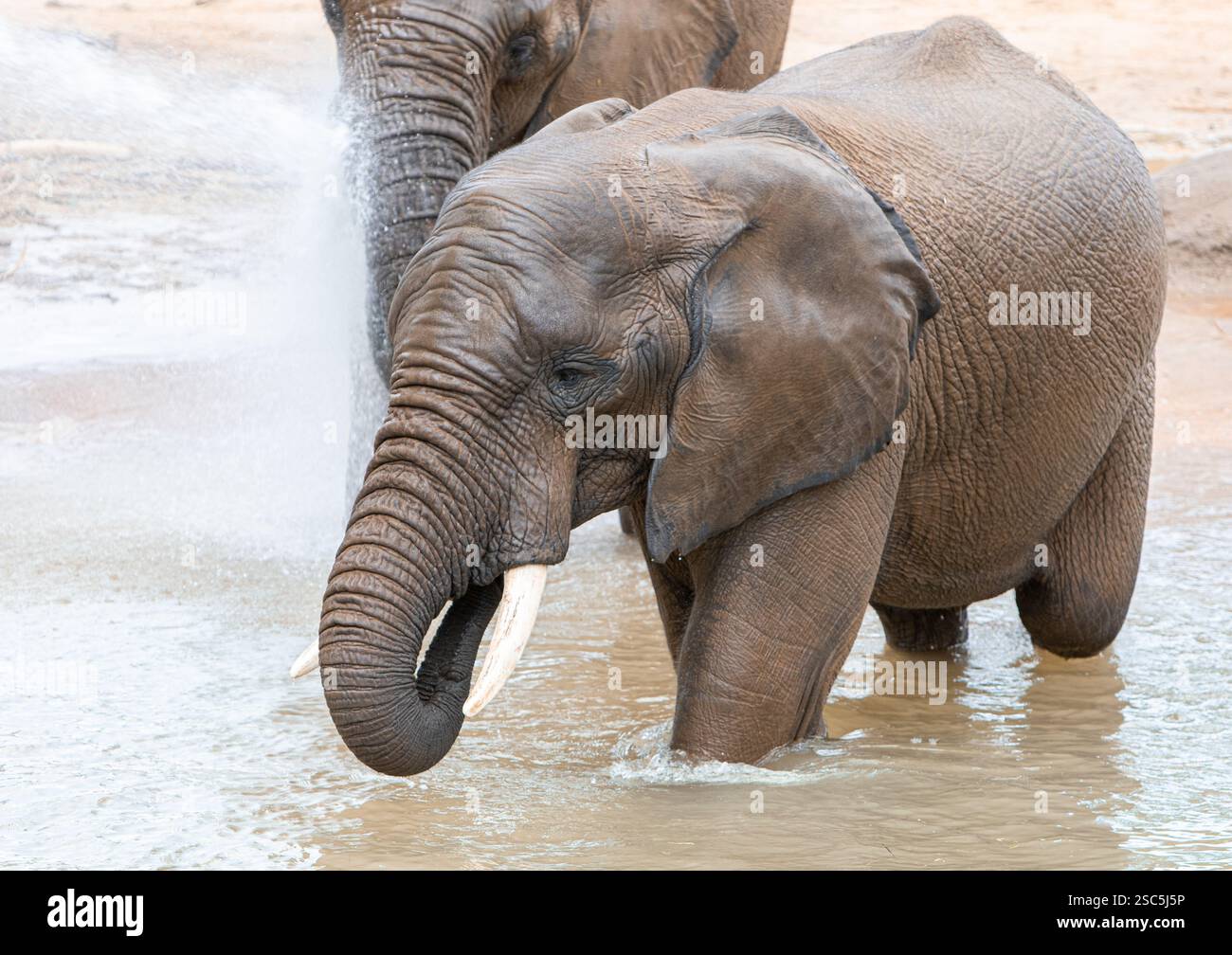 Elephant in water Stock Photo - Alamy