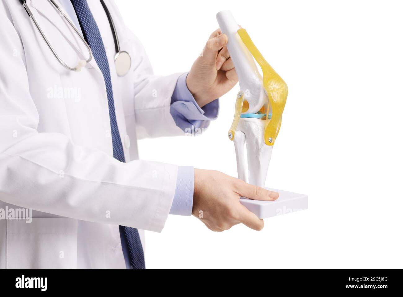 Doctor holding a model of a human knee bone isolated on white ...