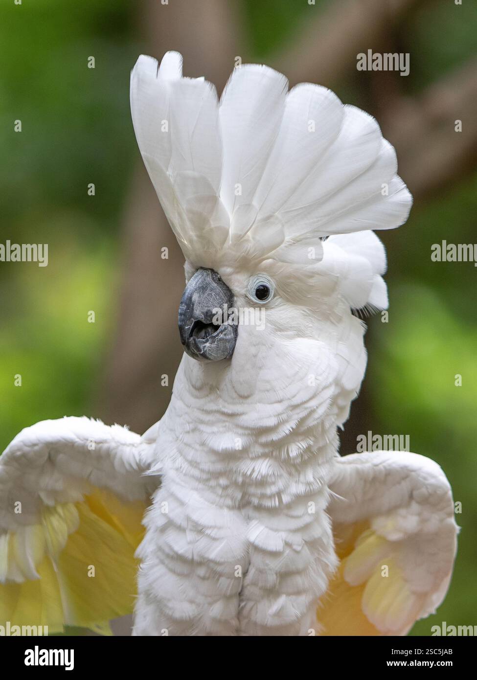 Lively feathers hi-res stock photography and images - Alamy