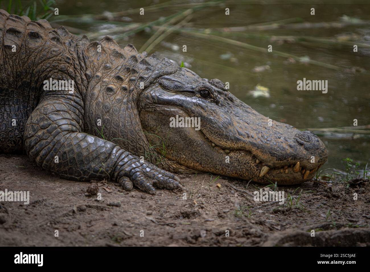 Alligator sunning by waters edge Stock Photo - Alamy
