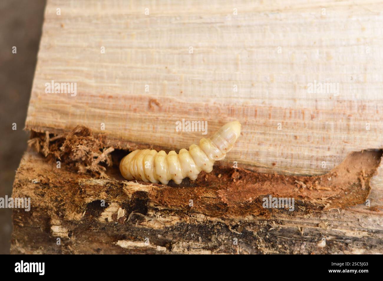 Larva of the longhorned beetle. Big round headed borer woodcutter ...
