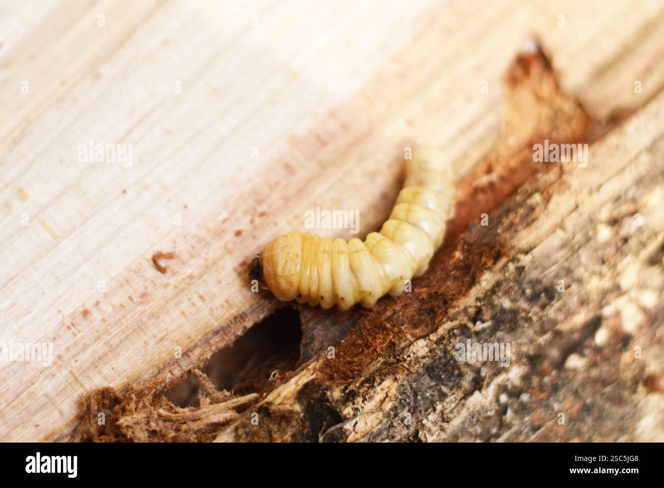 Larva of the longhorned beetle. Wood boring beetle. Big round headed ...