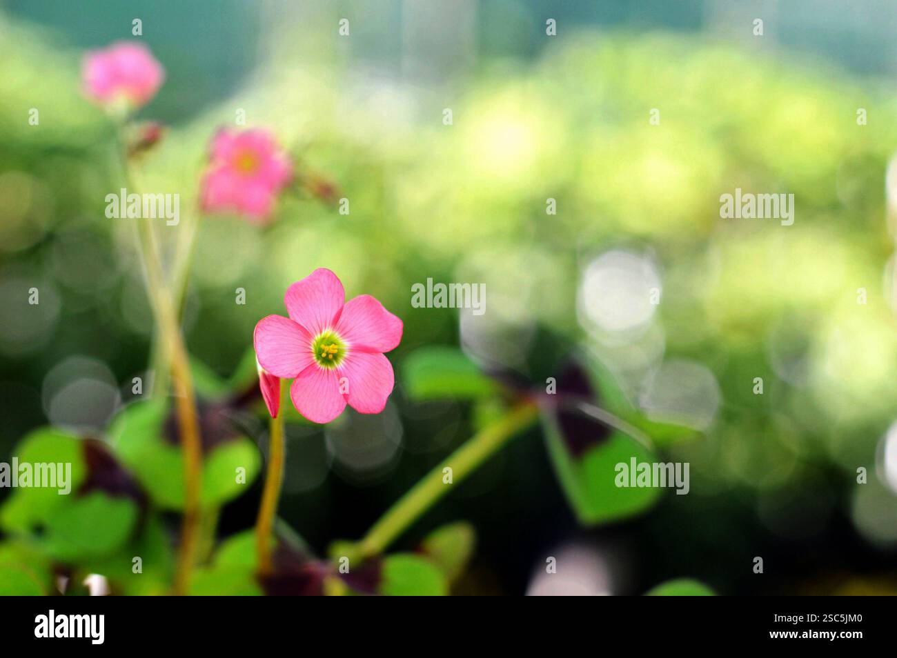 Flower of good luck plant on blurred background Stock Photo - Alamy