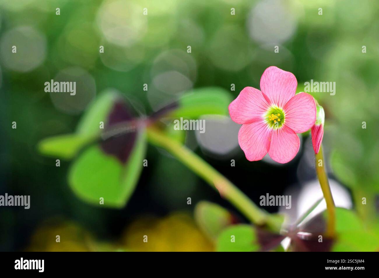 Pink flower of good luck plant (lucky clover Stock Photo - Alamy