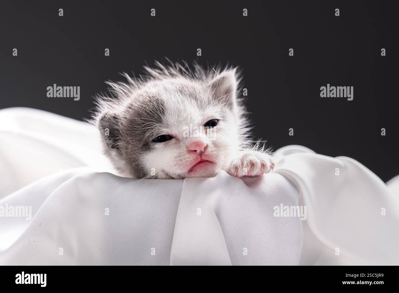 This photo features an adorable, tiny kitten with a mix of white and ...