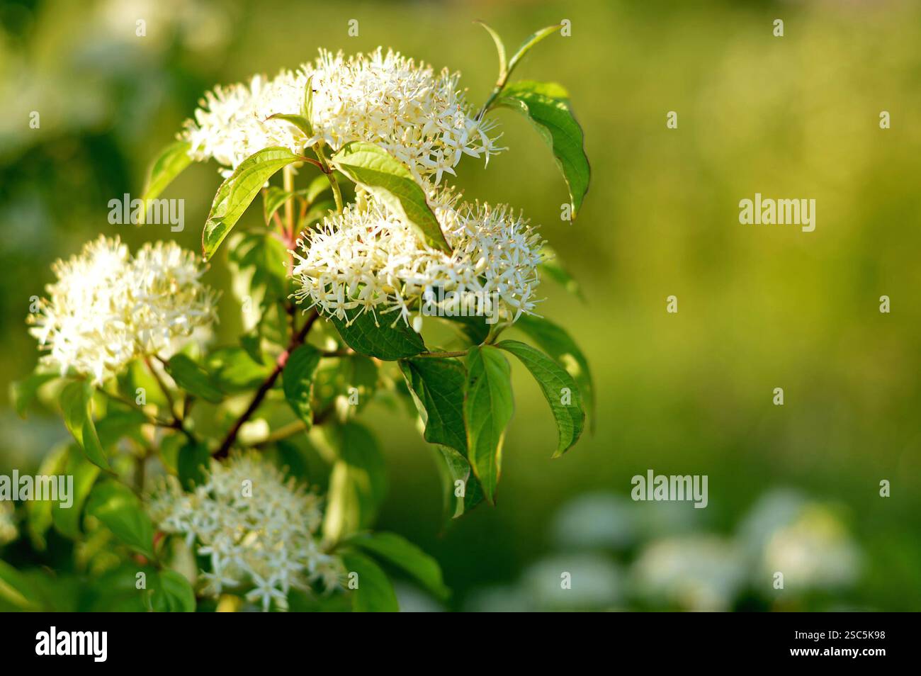 Pagoda Dogwood (Cornus alternifolia Stock Photo - Alamy