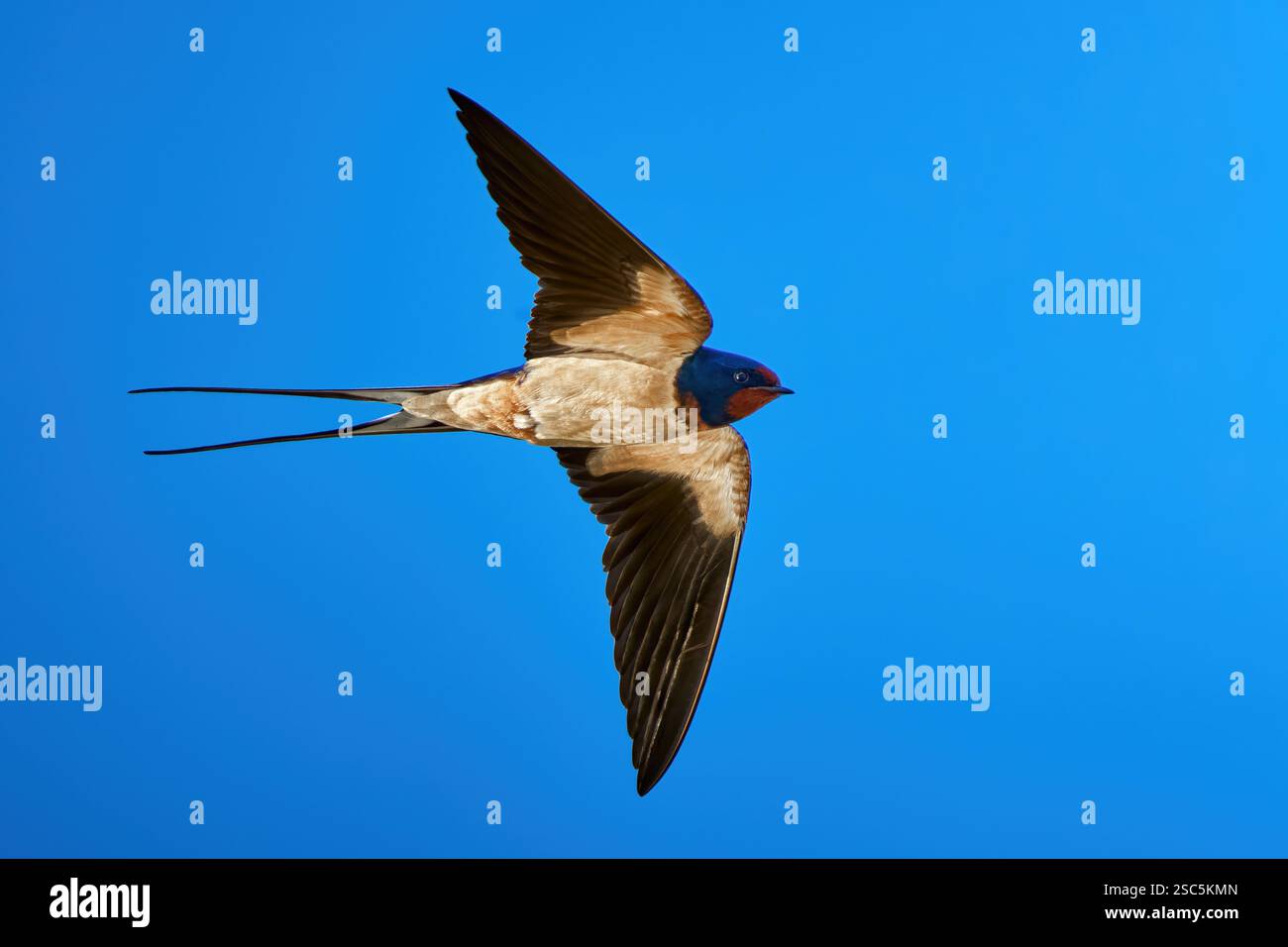 Barn Swallow (Hirundo rustica) in flight against the sky. Bird in ...