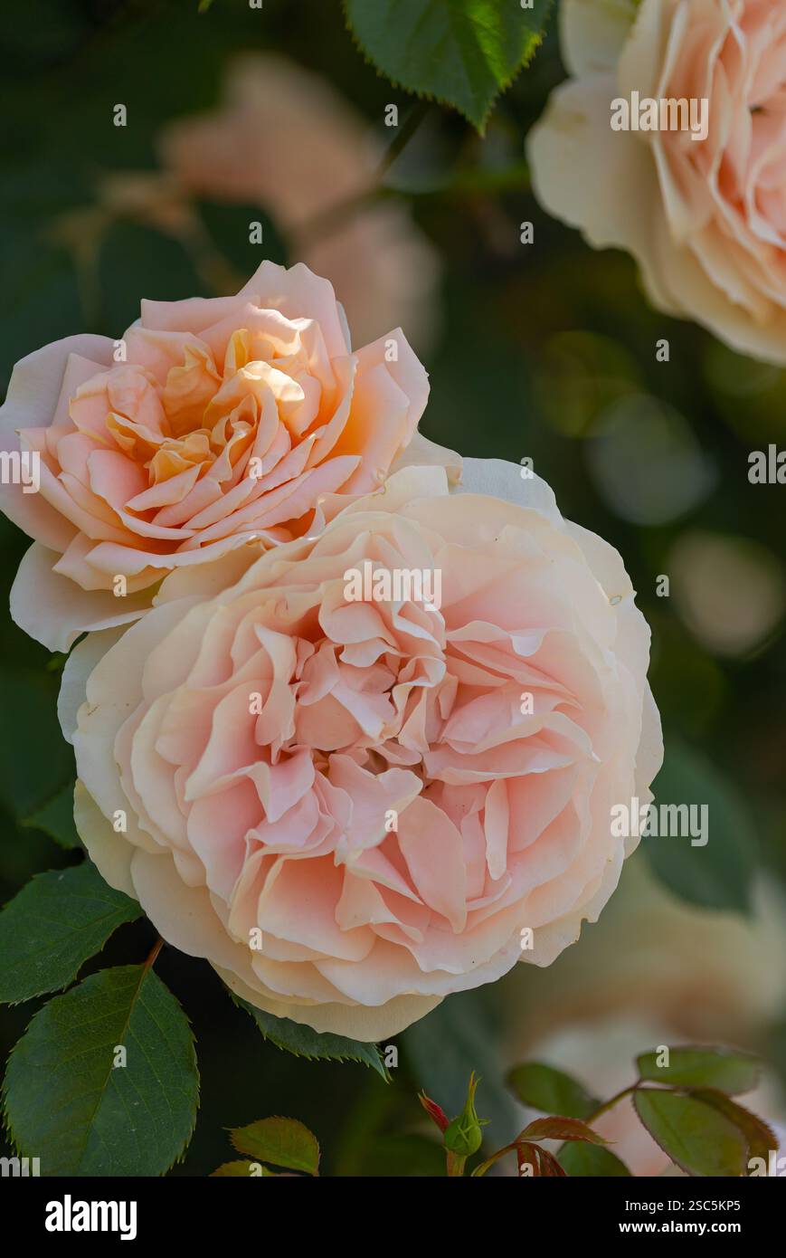 Apricot roses hi-res stock photography and images - Alamy