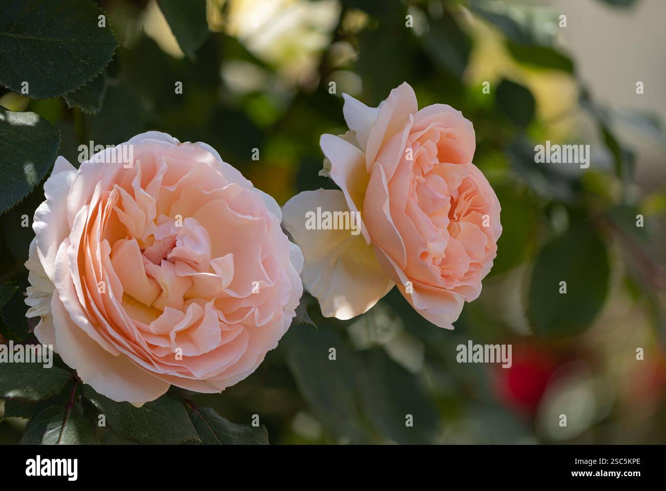 Apricot roses hi-res stock photography and images - Alamy