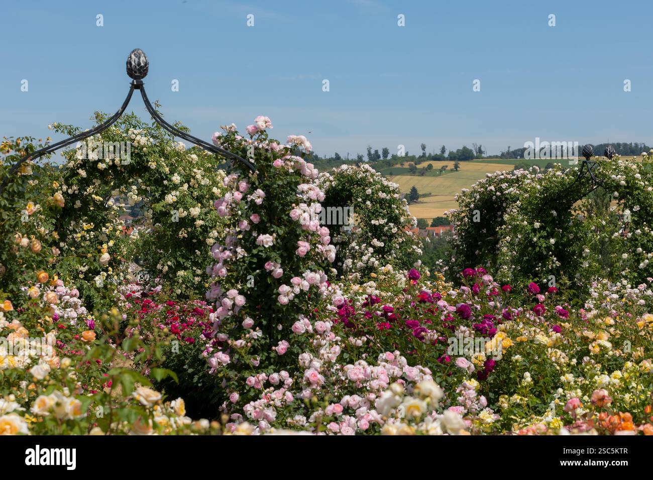 A variety of rose bushes in different colors in full bloom Stock Photo ...