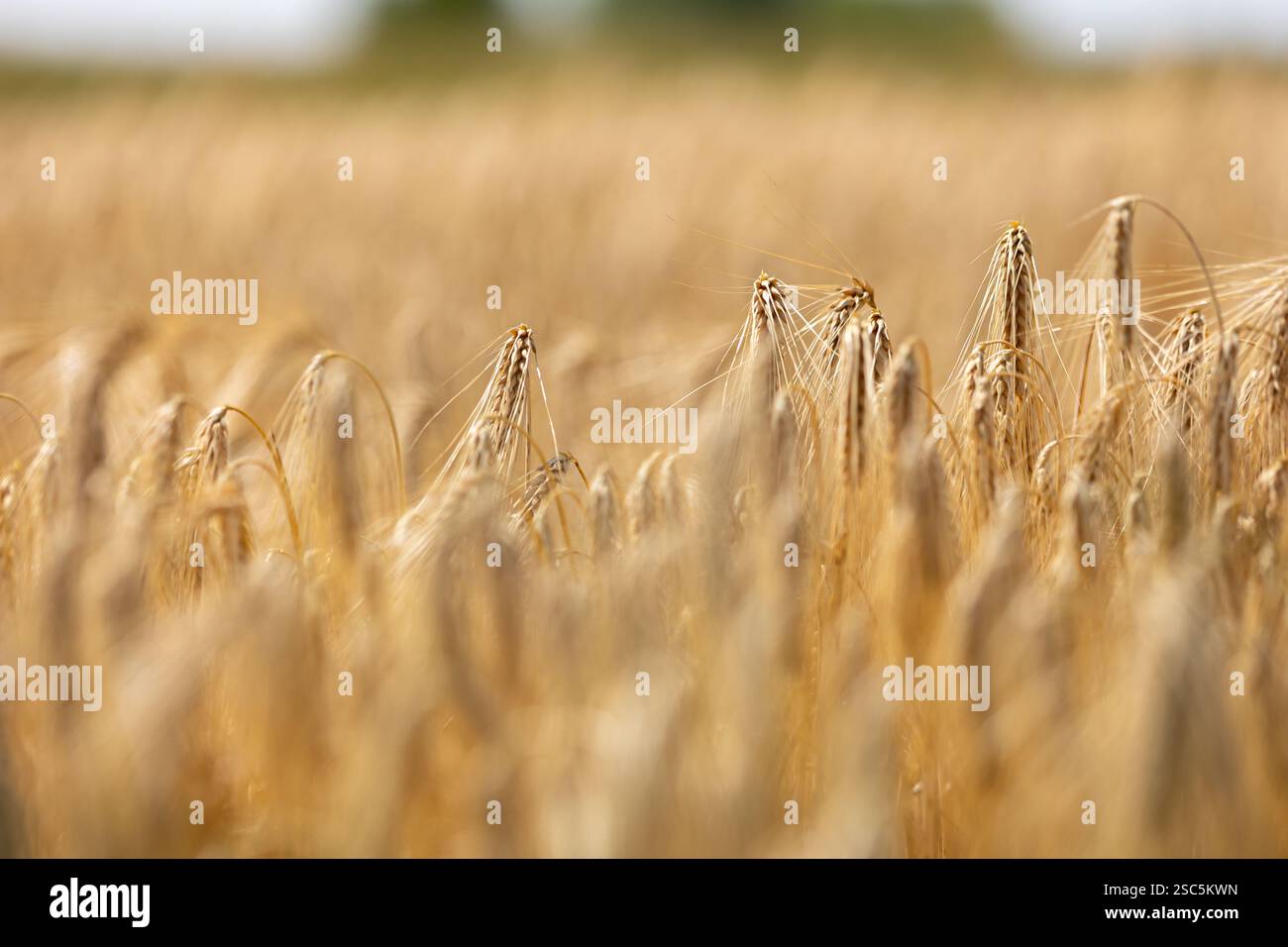 Close-up of golden barley spikes with blurry foreground and background ...