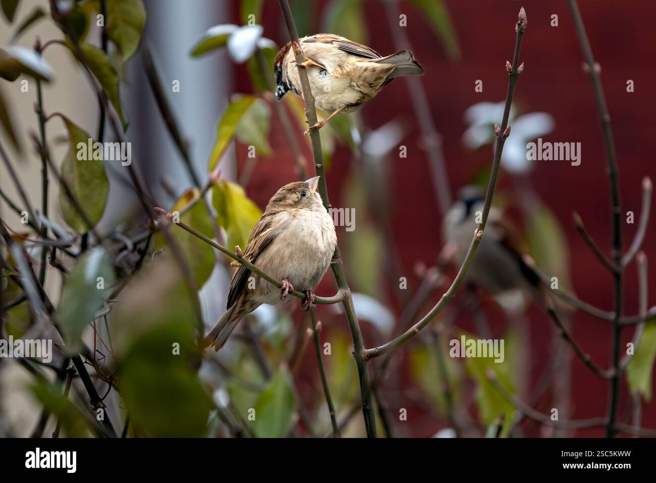 House sparrows (Passer domesticus) forage in a bush.The highly social ...