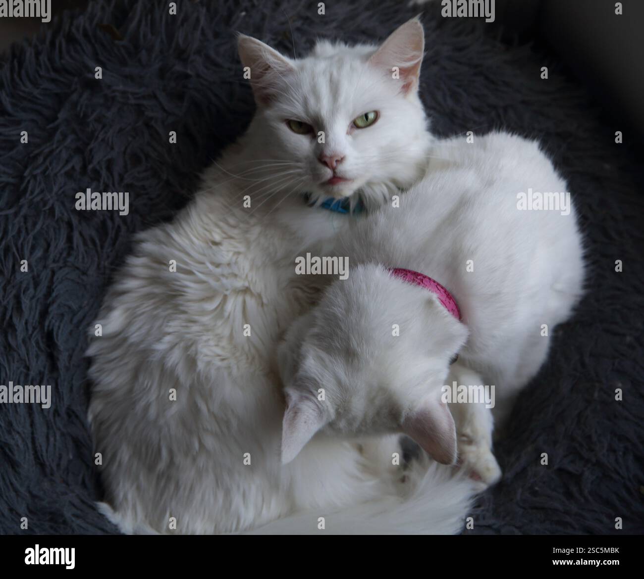 White Turkish Angora Cats Mother and Daughter Sharing a Bed Stock Photo ...