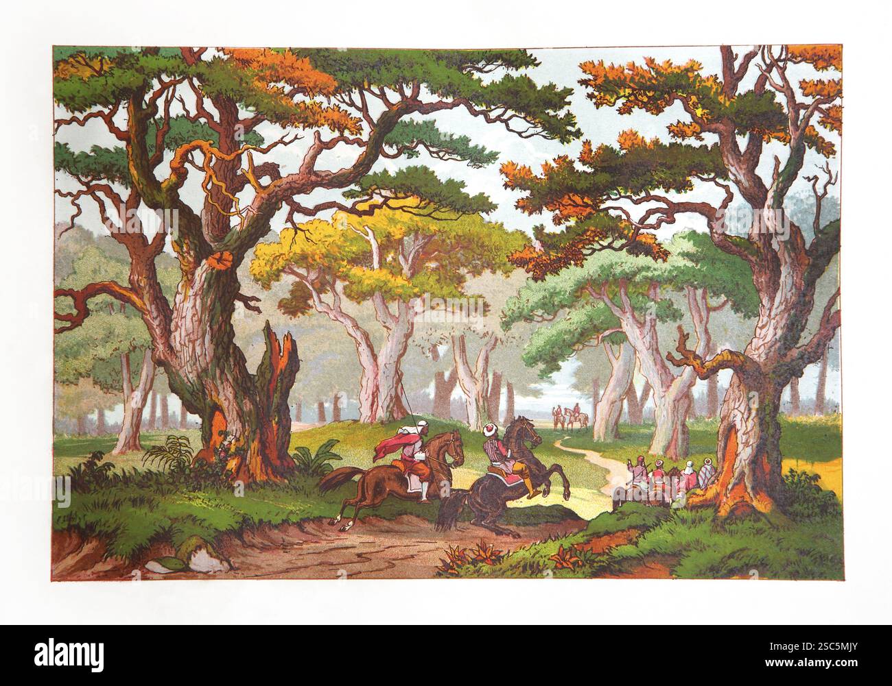 Lithograph of the Cedars of Lebanon Antique 19th Century The National ...