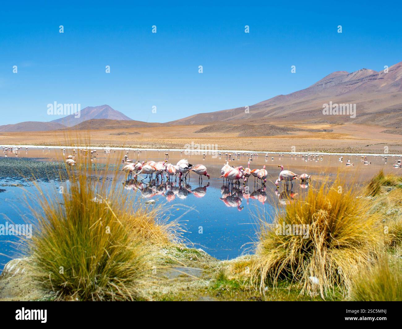 A group of andean pink flamingos in Laguna hedionda stinking lake in ...