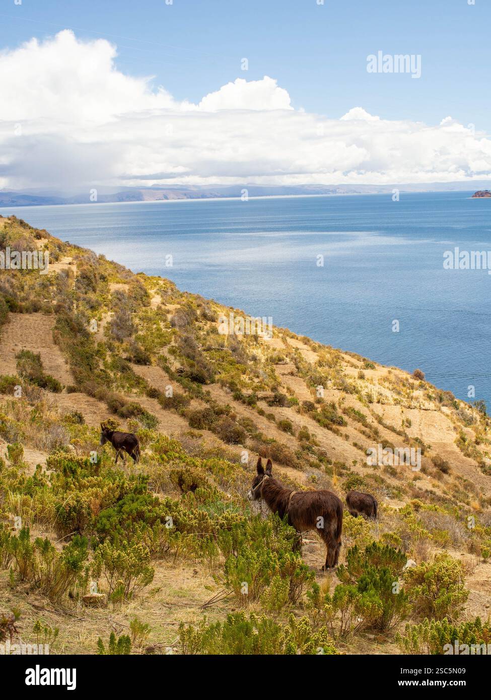 Sun island in Titikaka lake Bolivia Stock Photo - Alamy