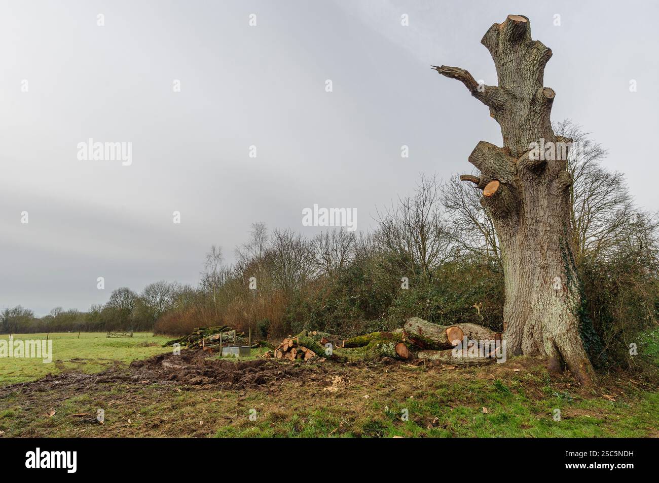 Remaining trunk of recently cut down dead oak tree Stock Photo - Alamy