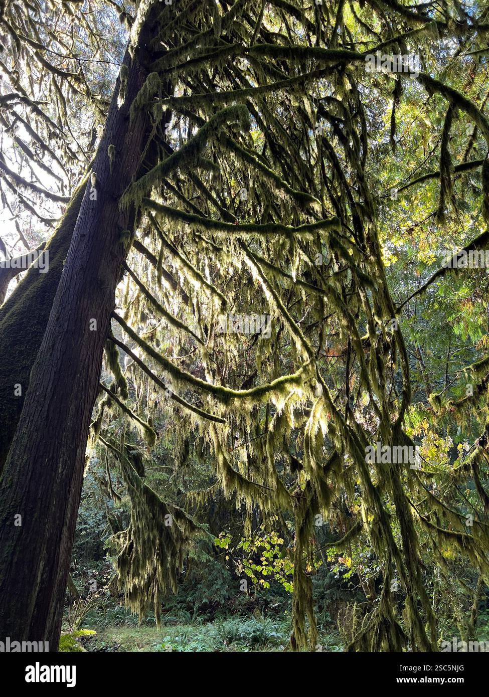 Lush vibrant rainforest close up tree trunks and brunches in the ...