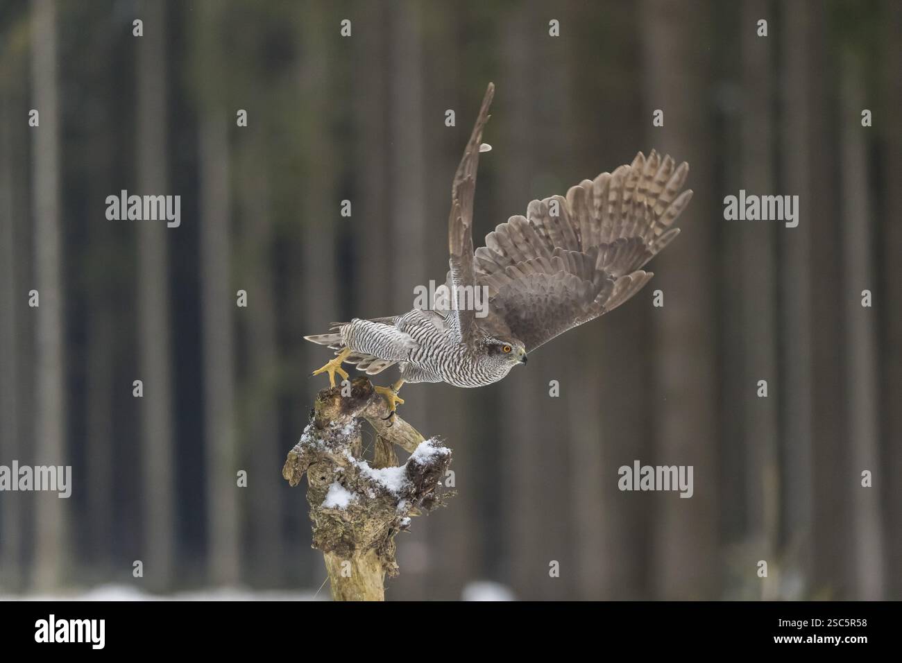 Northern goshawk, Accipiter gentilis, flying through a forest in winter ...