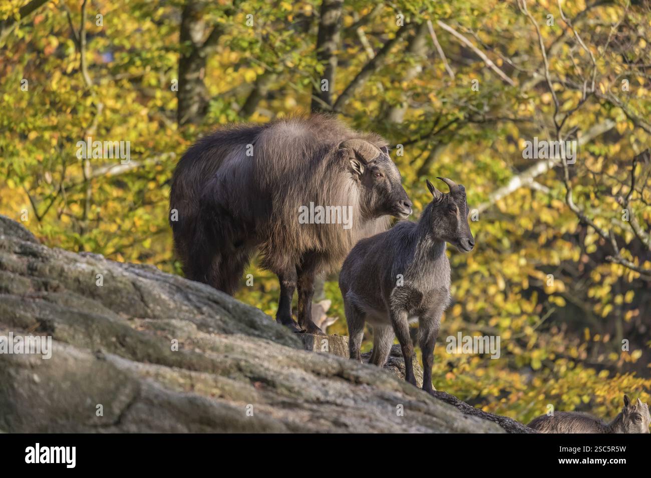 Fall colours in himalayas hi-res stock photography and images - Alamy