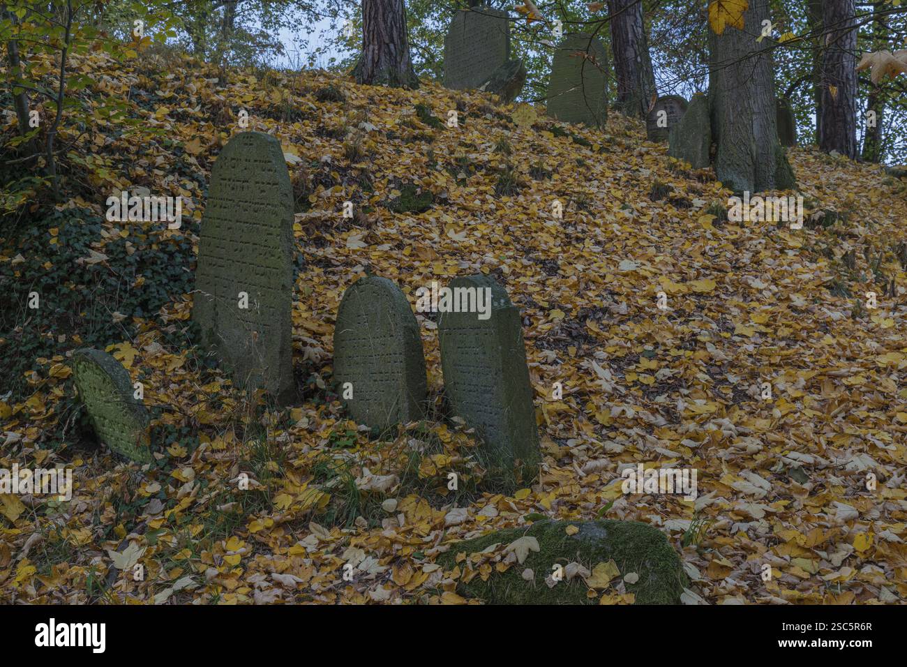 Moss covered tombstones on the old jewish cemetery in Chodova Plana ...