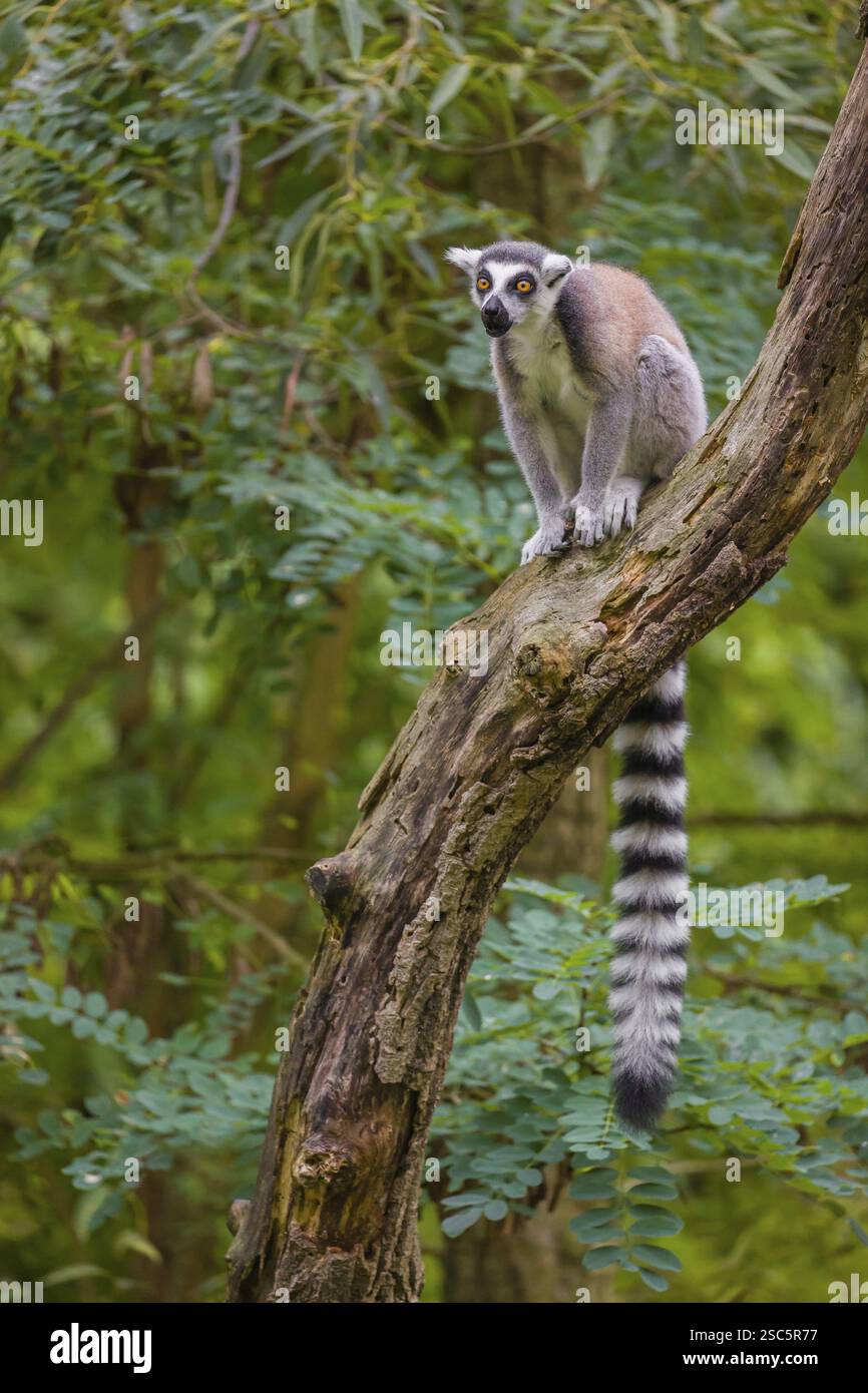 A ring-tailed lemur (Lemur catta) stands high up on a branch of tree ...