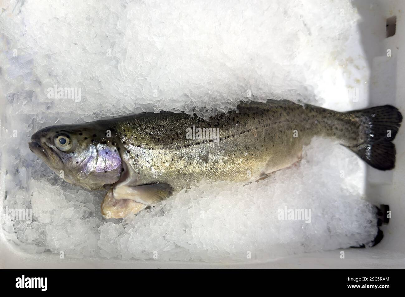 Trout white-fleshed (Salmo trutta fario) Brown trout on ice in ...