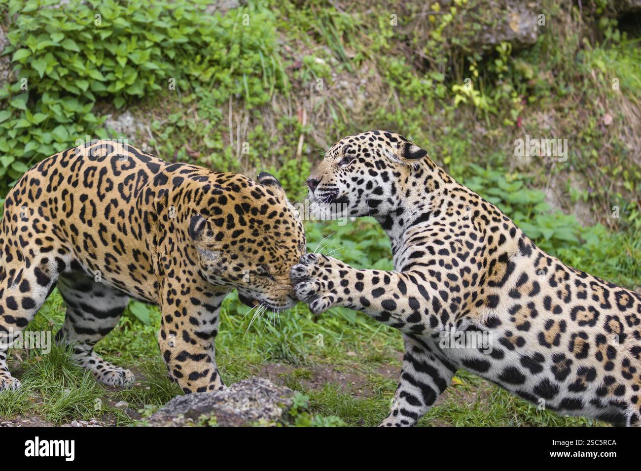Two adult jaguars (Panthera onca) play fighting on a green meadow Stock ...
