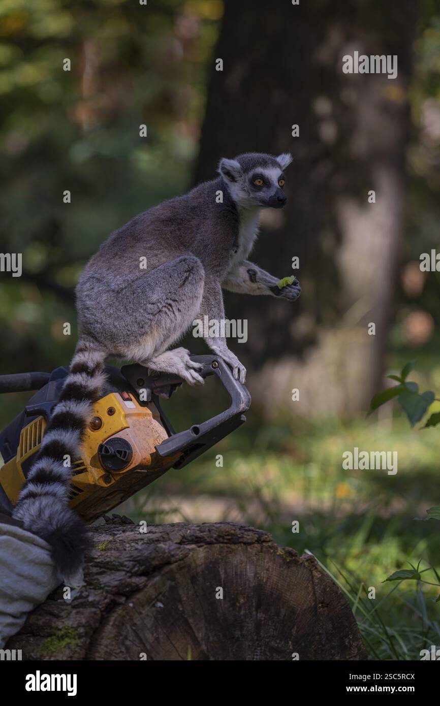 One ring-tailed lemur (Lemur catta) with a chainsaw on a log. A green ...