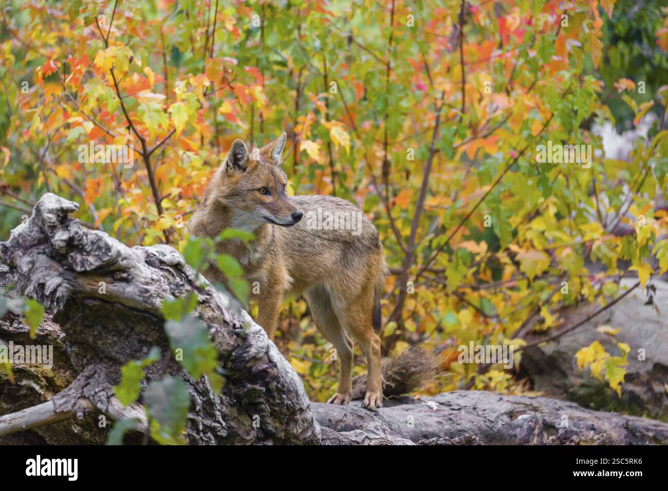 One golden jackal (Canis aureus) stands on a fallen tree trunk. Behind ...