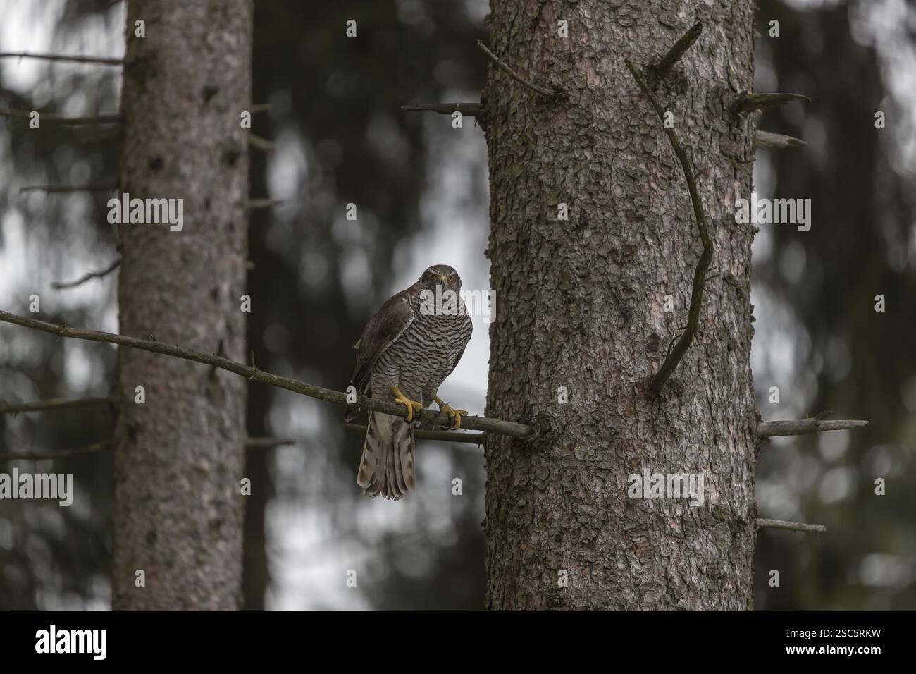 Northern goshawk, Accipiter gentilis, flying through a forest in winter ...