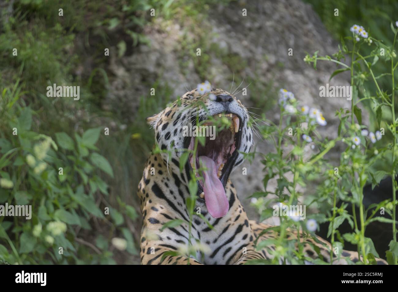 One female jaguar (Panthera onca) resting and yawning in tall grass. A ...