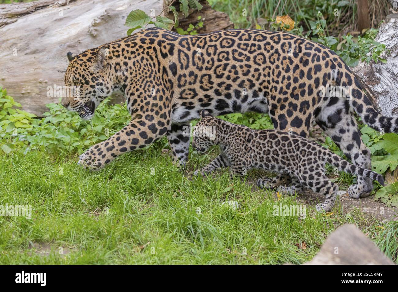 One male jaguar baby (Panthera onca), 10 weeks old, playing with his ...
