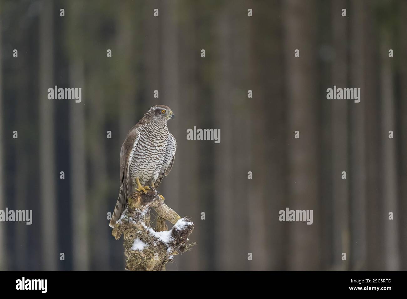 Northern goshawk, Accipiter gentilis, flying through a forest in winter ...